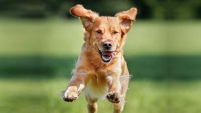 Gallery: 16 Leaping Dogs - CBBC - BBC
