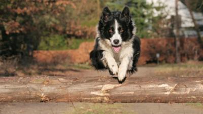 Gallery: 16 Leaping Dogs - CBBC - BBC