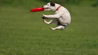 Gallery: 16 Leaping Dogs - CBBC - BBC