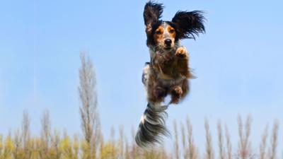 Gallery: 16 Leaping Dogs - CBBC - BBC