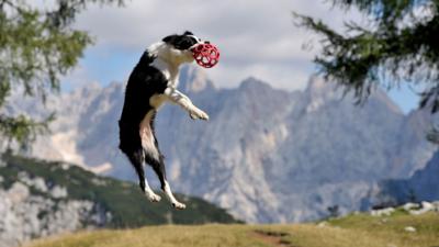Gallery: 16 Leaping Dogs - CBBC - BBC