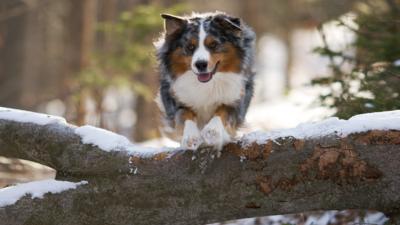 Gallery: 16 Leaping Dogs - CBBC - BBC