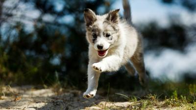 Gallery: 16 Leaping Dogs - CBBC - BBC