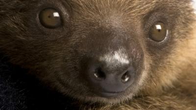 Five ways sloths are winning at life! - CBBC - BBC