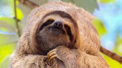 Five ways sloths are winning at life! - CBBC - BBC