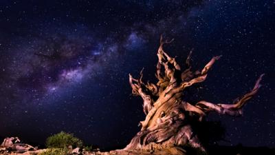 Springwatch: Race the Clock - Squirrel Spotter - CBBC - BBC