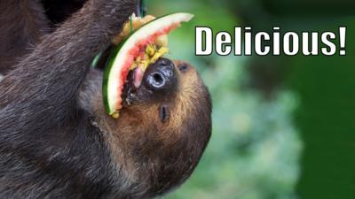 Six times you were a sloth - CBBC - BBC