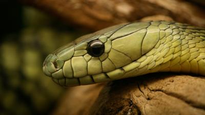5 superpowers that snakes have - CBBC - BBC