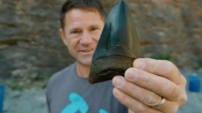 Megalodon: All you need to know - CBBC - BBC