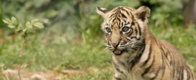 The Zoo - CBBC - BBC