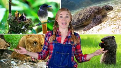 Maddie's Do You Know? - CBeebies - BBC