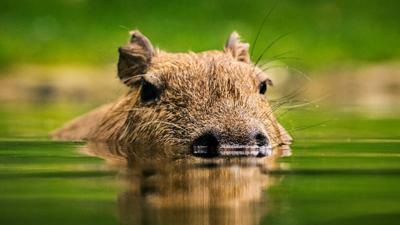 Fact File: Capybara - CBeebies - BBC