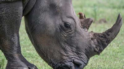 Fact File: Rhinos - CBeebies - BBC