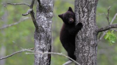 Baby Animals - CBeebies - BBC