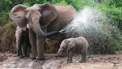 Baby Animals - CBeebies - BBC