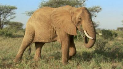 Andy's Wild Adventures - CBeebies - BBC