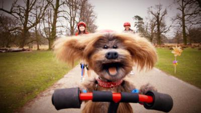 Captain Adorable - Funny Facts - CBeebies - BBC