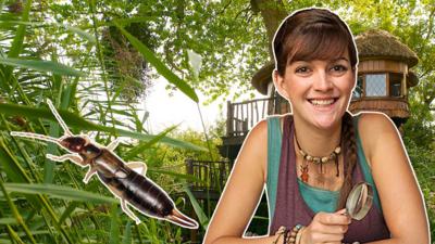 Minibeast Adventure with Jess - CBeebies - BBC