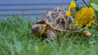 The animal stars of Olga da Polga - CBeebies - BBC