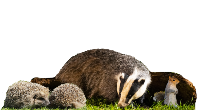 Garden Tales - CBeebies - BBC