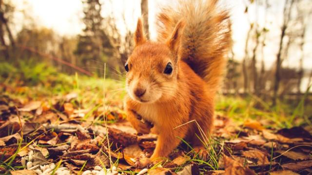 Autumn Animals - CBeebies - BBC