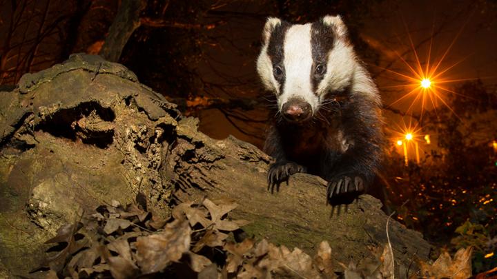 Wildlife on your doorstep - CBBC - BBC