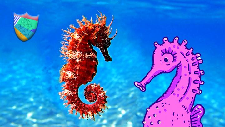 Seahorse fact quiz for kids | Blue Peter - CBBC - BBC
