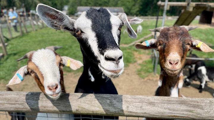 Godstone Farm - CBBC - BBC