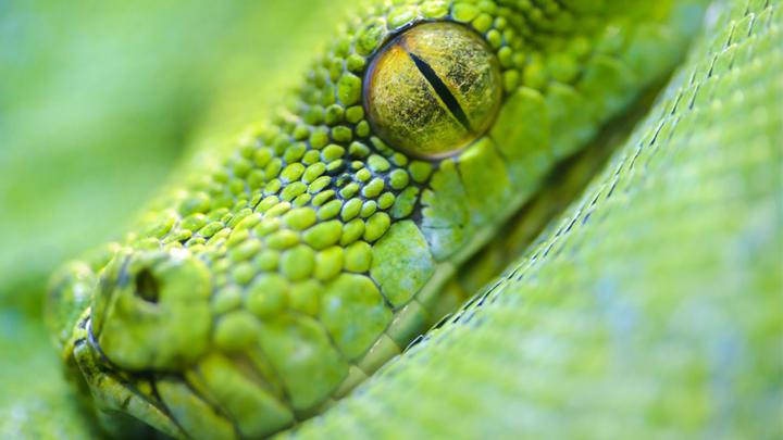 Quiz: Snake or Fake? - CBBC - BBC