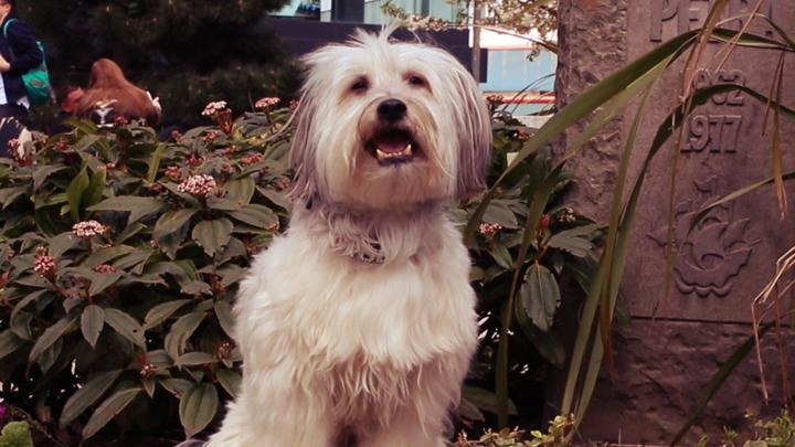 Pudsey answers your questions! - CBBC - BBC