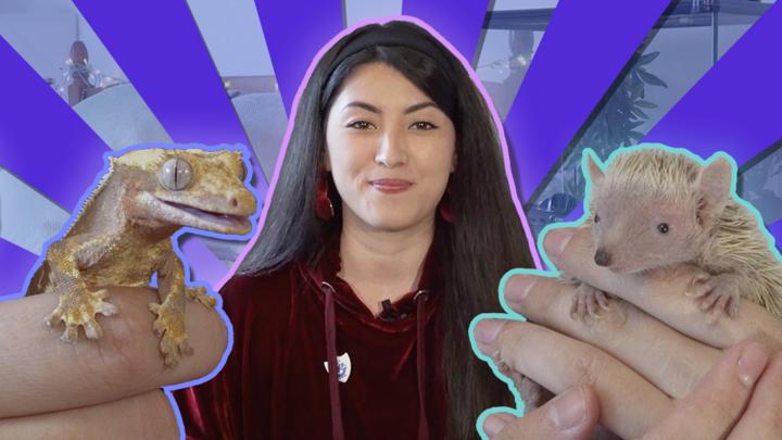 Emzotic's Exotic Creatures - CBBC - Blue Peter - CBBC - BBC