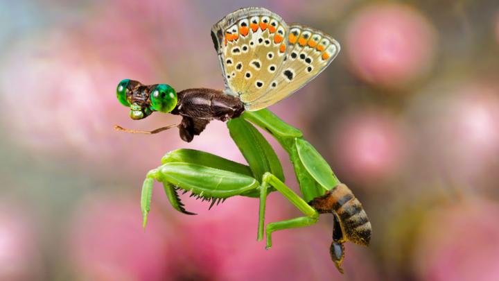 Invent your own insect - CBBC - BBC