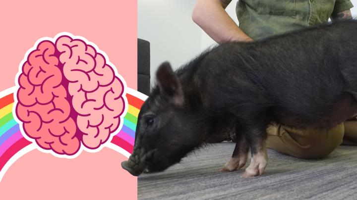 How smart is a pig? - CBBC - BBC