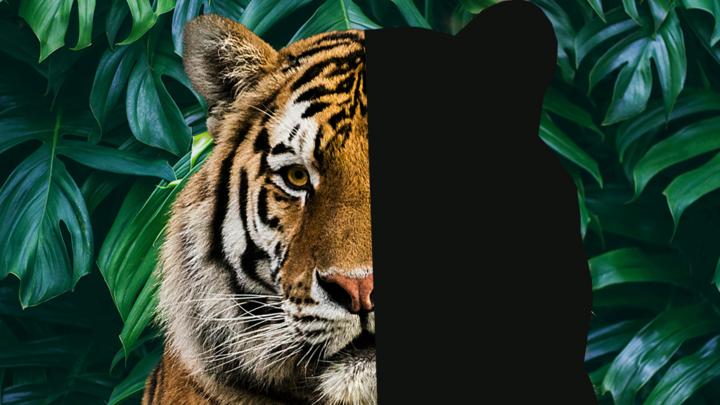 Quiz: Tiger or not? - CBBC - BBC