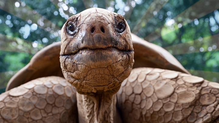 Quiz: The Tricky Tortoise Test - CBBC - BBC
