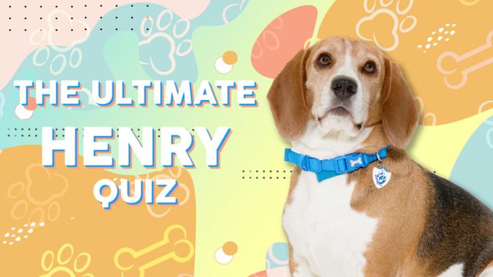 Blue Peter Henry pet quiz | How long has Henry been a Blue Peter pet ...