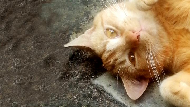 Your cute cat pictures - CBBC - BBC