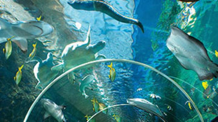 Oceanarium - CBBC - BBC