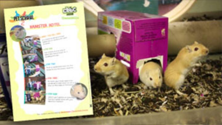Make a Hamster Hotel - CBBC - BBC