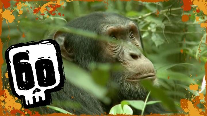 Deadly chimp troop - CBBC - BBC