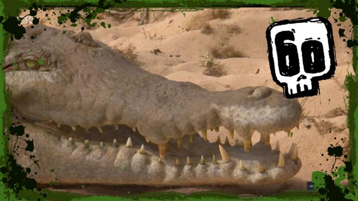 Facing an angry mother croc - CBBC - BBC