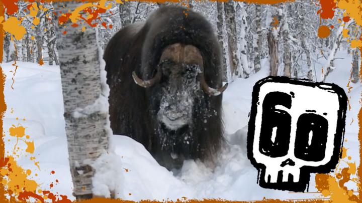 Dangerous cows? - CBBC - BBC