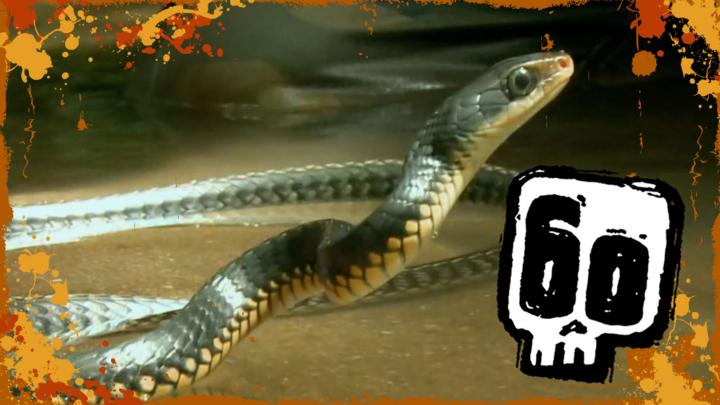 Chasing lightening fast snakes - CBBC - BBC
