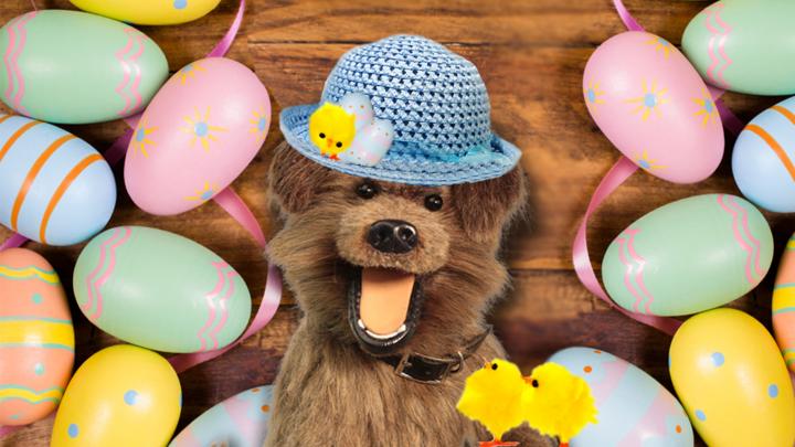 What are your plans for the Easter break? - CBBC - BBC