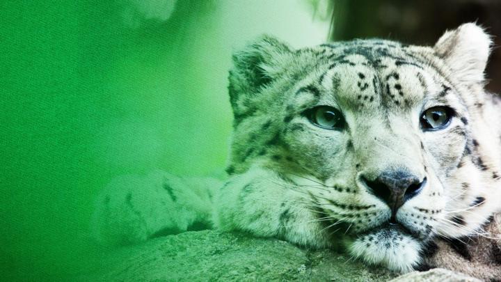 Quiz: Endangered Species - CBBC - BBC