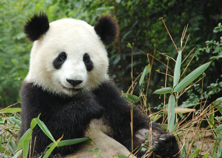 Quiz: Which Asian national animal are you? - CBBC - BBC