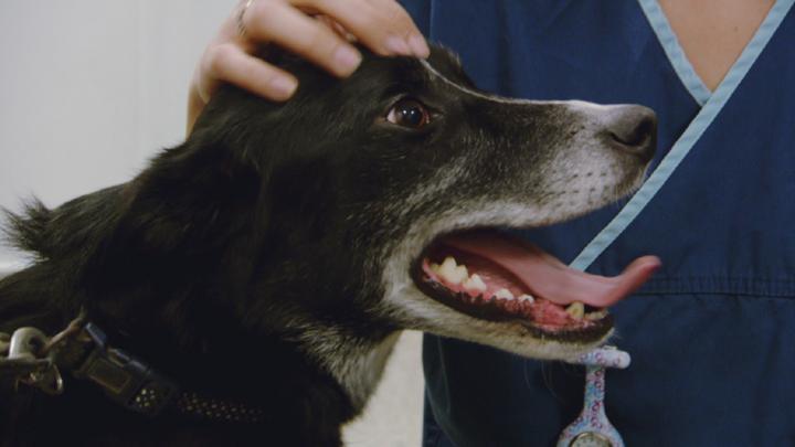 Chip the dog - CBBC - BBC