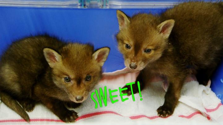 Fox Cubs - CBBC - BBC