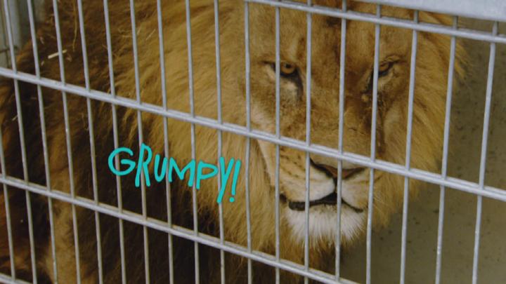 A grumpy lion gets a check-up - CBBC - BBC