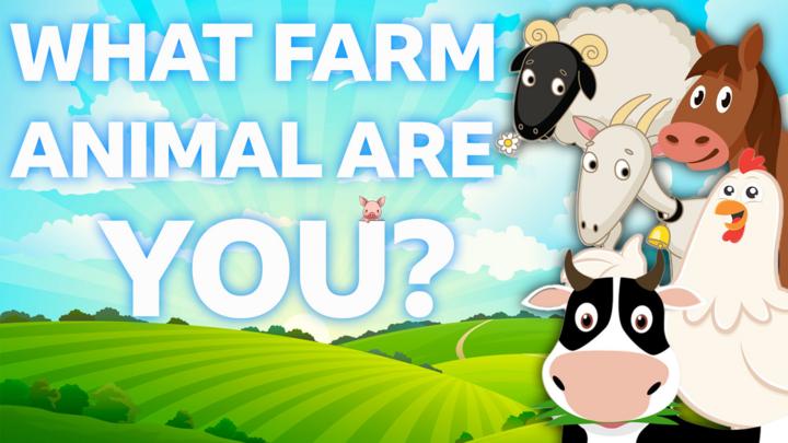 CBBC QUIZ what farm animal are you - CBBC - BBC